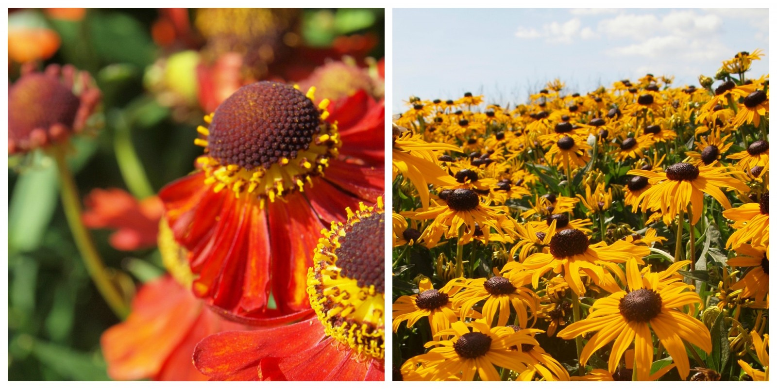 Late summer colour – Claire Moreno
